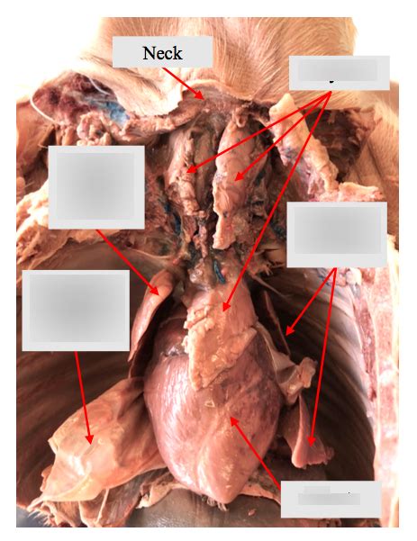 Pic 3 1 Sarah Isabelle Diagram Quizlet