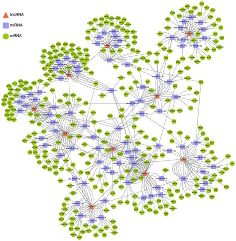Interaction Network Of Lncrna Mirna Mrna In Patients With Invasive Download Scientific Diagram