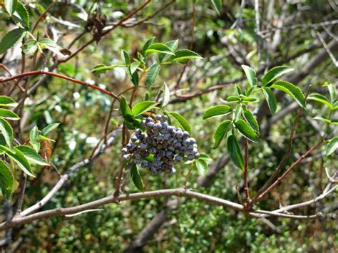 Plant Of The Day Blue Elderberry Flowers Of Marin