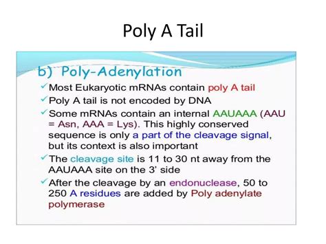Rna Processing Post Transcriptional Modifications Splicing Capping Poly A Tail Rna Editing