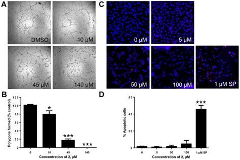 A Tube Formation On Matrigel By HRECs In The Presence Of The Download Scientific Diagram