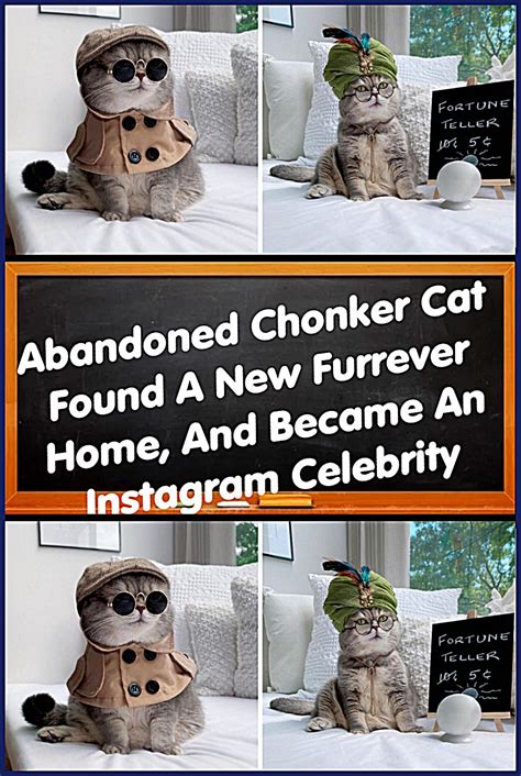 30 Times People Fell In Love With A Totally Strange Cat Artofit