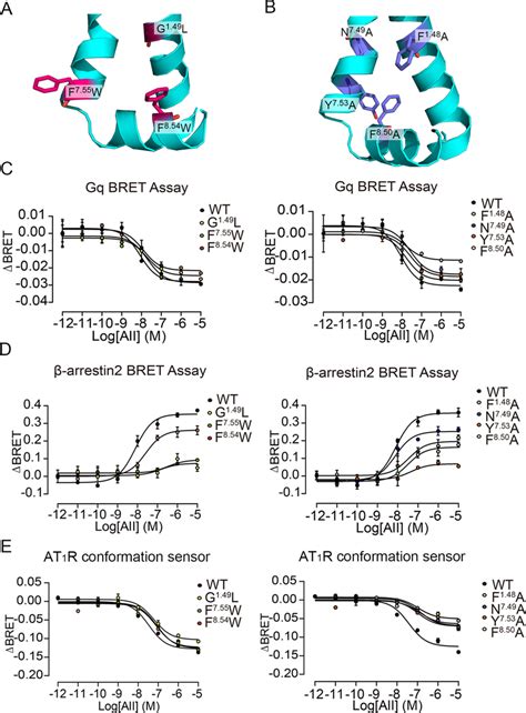 Point Mutations Confirm P6 As An Allosteric Site The Positions Of Bulky