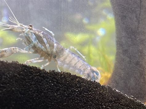 Help Me Sex My Dwarf Crayfish Rcrayfish
