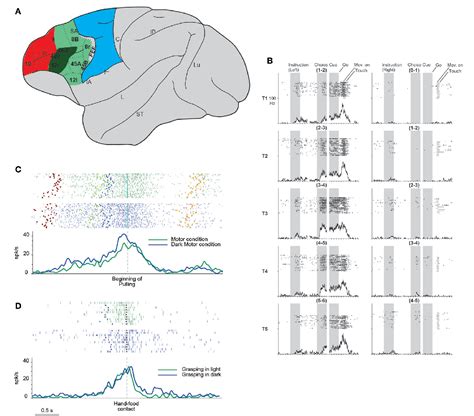 Figure 1 From Neural Coding For Action Execution And Action Observation