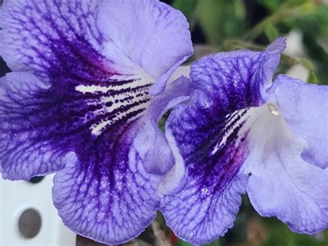 카가미 류지★2025년 하반기 길성 점성술⑵ 게·사자·처녀·천칭·전갈자리 네이버 블로그