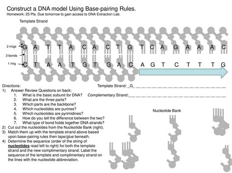 Base Pairing Rules