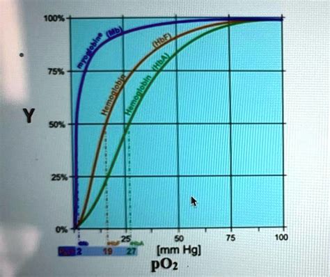 solved the following graph shows the saturation curves for myoglobin