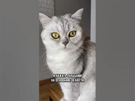 Как легко и просто дать таблетку кошке #кот #коты #shorts - YouTube