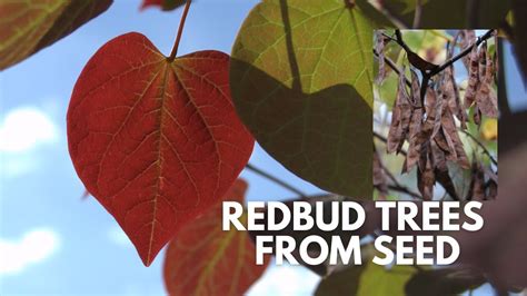 How To Grow Redbud Trees From Seed Scarification Method Explained