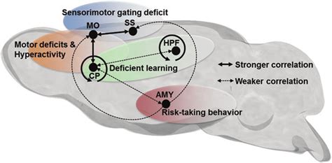 Schematic Representation Of Dominant Resting State Fc Alterations In