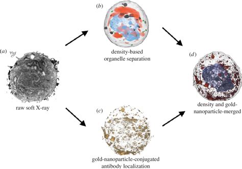 Combining Density Based Organelle Image Analysis With Gold Nanoparticle Download Scientific