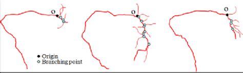Origin And Branching Point On The Main Branch Download Scientific Diagram
