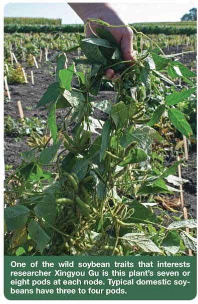 Wild Beans Dairy Herd