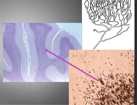 Lab 2 Histology Flashcards Quizlet