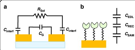 Model Equivalent Circuit Of Biosensor And The Interfacial Capacitance Download Scientific