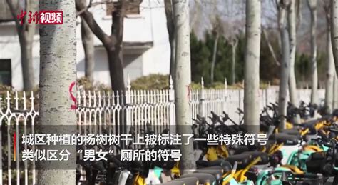 治理杨絮出奇招：山东德州给杨树画性别符号 搜狐大视野 搜狐新闻