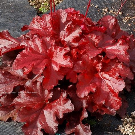 Гейхера Forever Red - Саженцы растений » Многолетние цветы саженцы ...