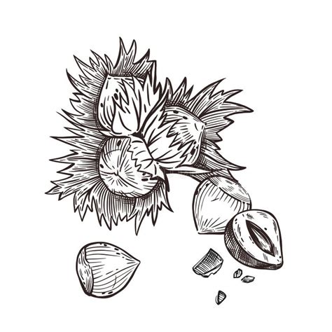 Hazelnut Hazelnut Hazelnut Nut With Shell And Nut Kernel All Objects Are Hand Drawn With Ink