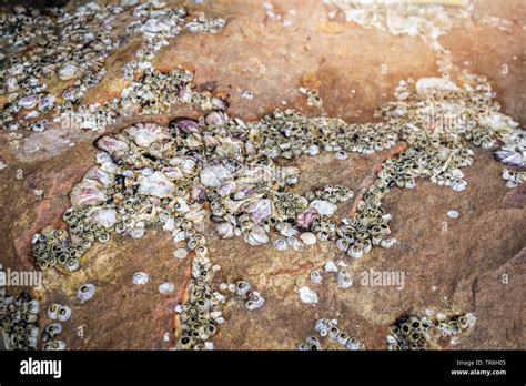 Barnacles On Rock Dry Shellfish Dead On The Ocean Beach Barnacles
