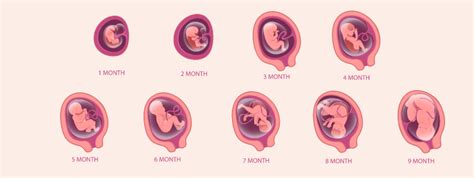 Fetal Development Chart Month By Month Creative Fetal Development