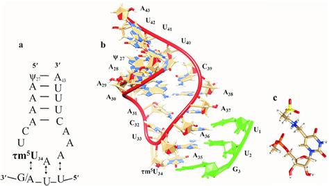 Model Anticodon Stem Loop Asl With Codon Uuga In A The Clover