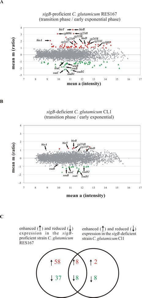 Identification Of Sigb Dependent Genes By Dna Microarray Hybridization Download Scientific