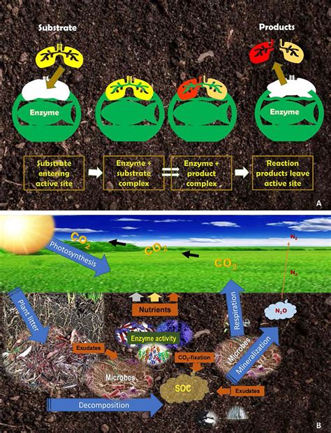 Frontiers | Using enzyme activities as an indicator of soil fertility in grassland - an academic ...