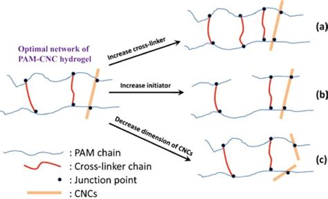 Scheme Of The Effects Of The A Crosslinker B Initiator And C
