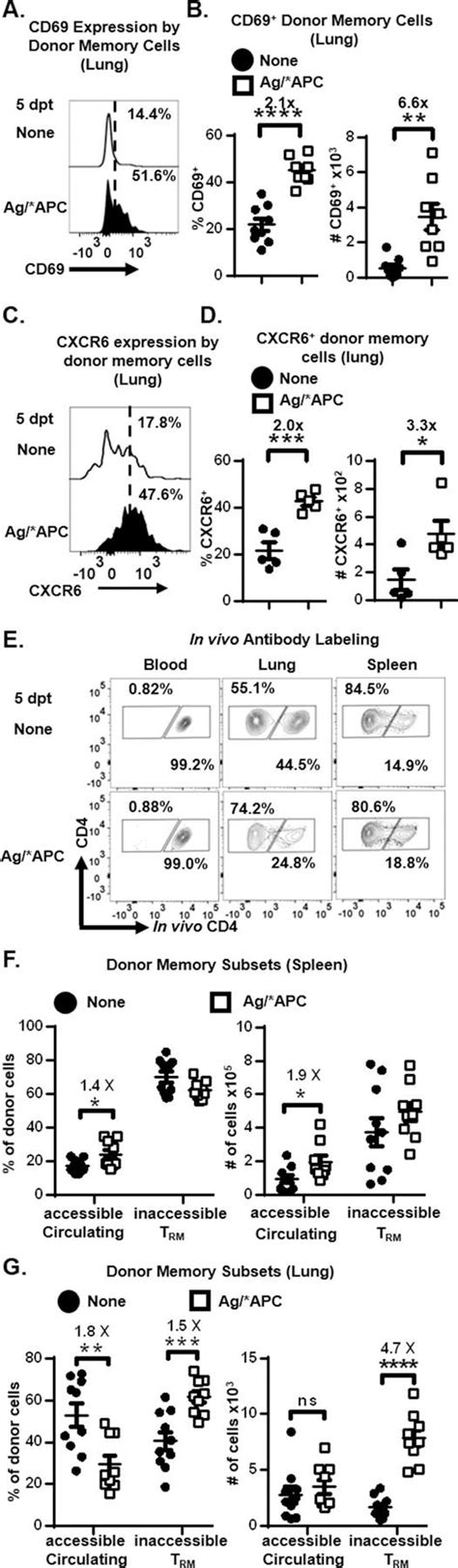 Impact Of Checkpoint Ag APC Addition At The 5 Dpt On Donor CD4 T RM Download Scientific