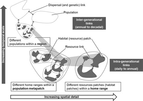 spatio temporal scale of ecological processes involved in connectivity
