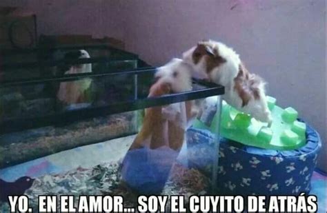 Pin De Karo En Cuyos Memes Divertidos Meme Gracioso Memes Graciosos