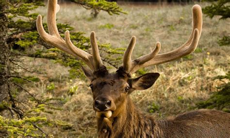 Get Wild With Banff Adventures Wildlife Banff Adventures