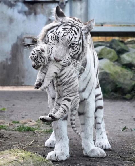 White Lion And White Tiger Cubs