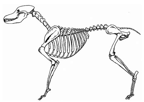 Animal Skeletal System Diagram Quizlet