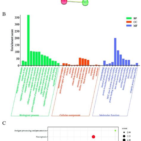 Prrsv Genome Structure Download Scientific Diagram