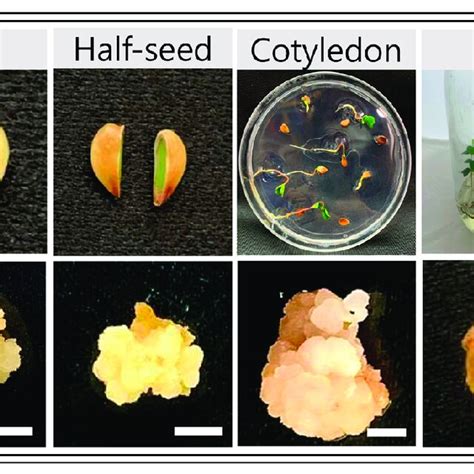 Callus Induced From Seed Half Seed Cotyledon And Leaf Explants Of S