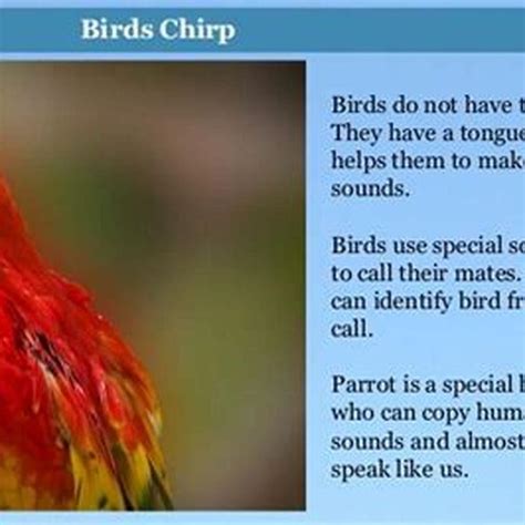 How Do I Identify A Bird By Its Chirp Diy Seattle