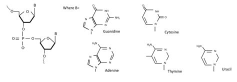 Oligonucleotides What Are They And Why Are They Of Interest