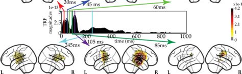Trf Localization From Experimentally Recorded Meg Data The Middle