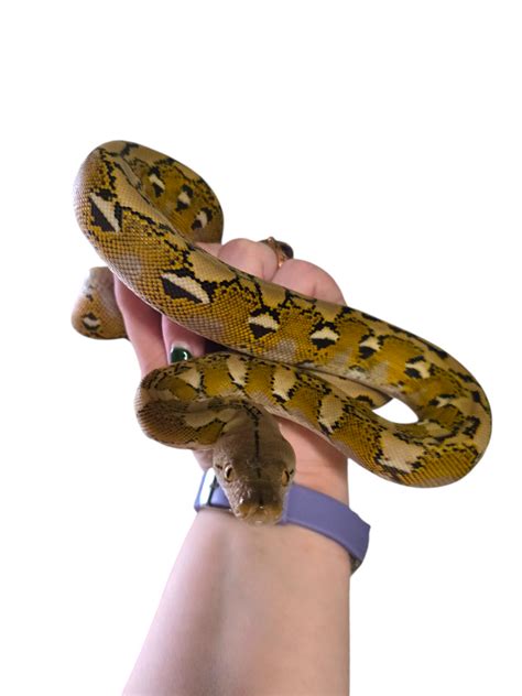 2024 Cbb Female Platinum Reticulated Python New England Reptile Nerd