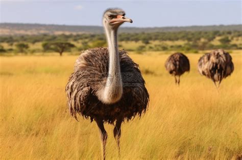 荒野上的鸵鸟高清图片下载 正版图片600359544 摄图网