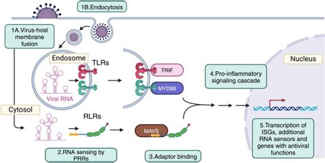 We Describe How Rna Sensors Bind Their Ligands How This Binding Is