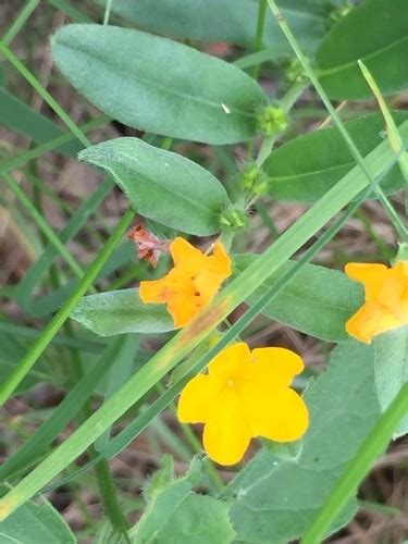 Hoary Puccoon Lithospermum Canescens Flower Leaf Care Uses