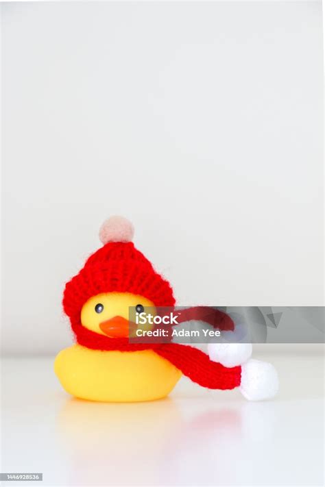빨간 면 보블 모자와 빨간 스카프로 싸인 노란색 고무 오리 눈 덮인 흰색 배경 겨울 및 동결 온도 개념에 격리되어 있습니다 고무 오리에 대한 스톡 사진 및 기타 이미지