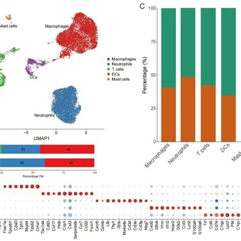 ScRNA Seq Identifies The Changes In Tumor Infiltrating Immune Cells