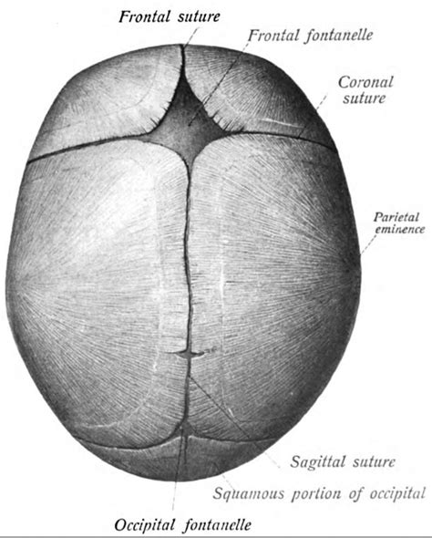 Skull Sutures And Fontanelles A Superior View Anatomical Guide For