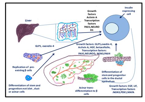 Showing Use Of Various Growth Factors Used In Differentiation Of Stem
