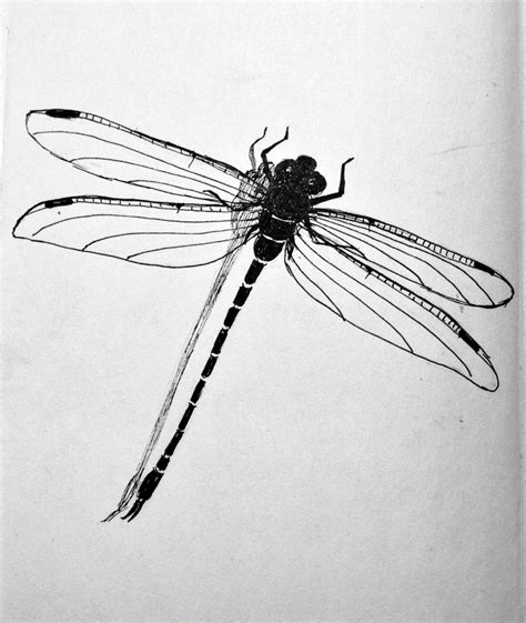 Dragonfly Pencil Sketch At Explore Collection Of