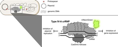 Visualization Of Type Iv A1 Crispr Mediated Rep
